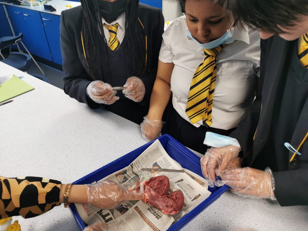 Connaught School for Girls | Dissecting hearts!